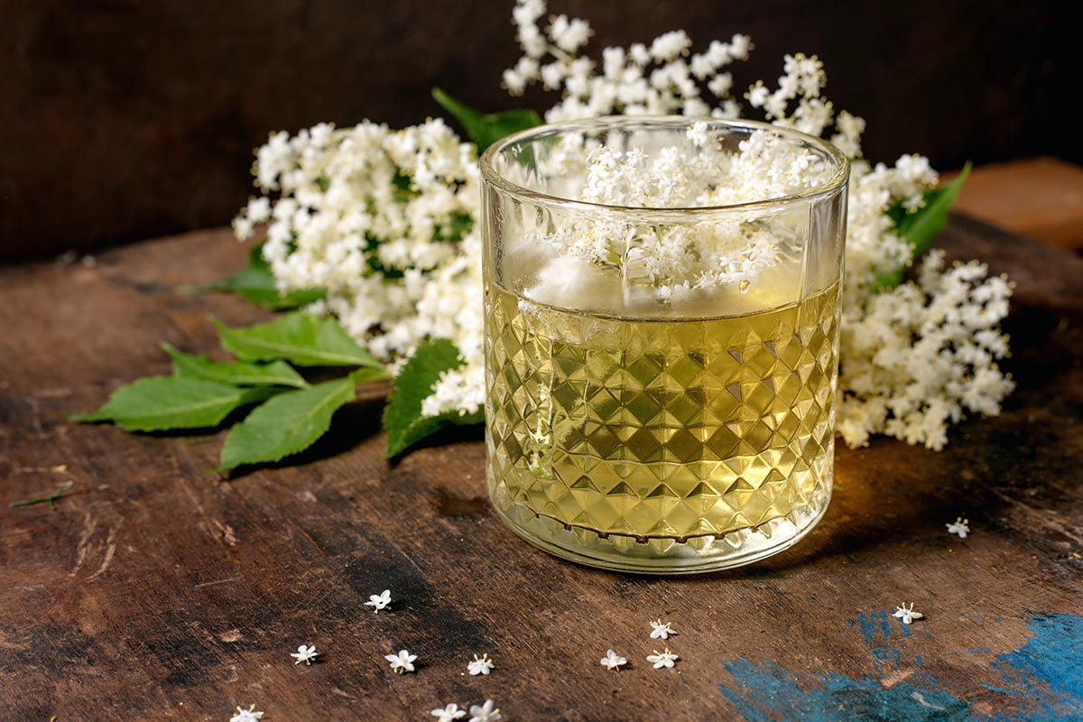 Elder tree folklore UK the history of elderflowers and old traditions ...
